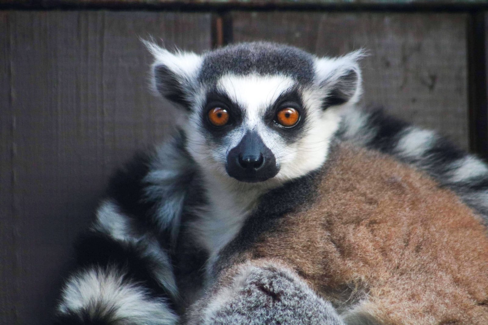 Ponderosa Zoo - iVisit