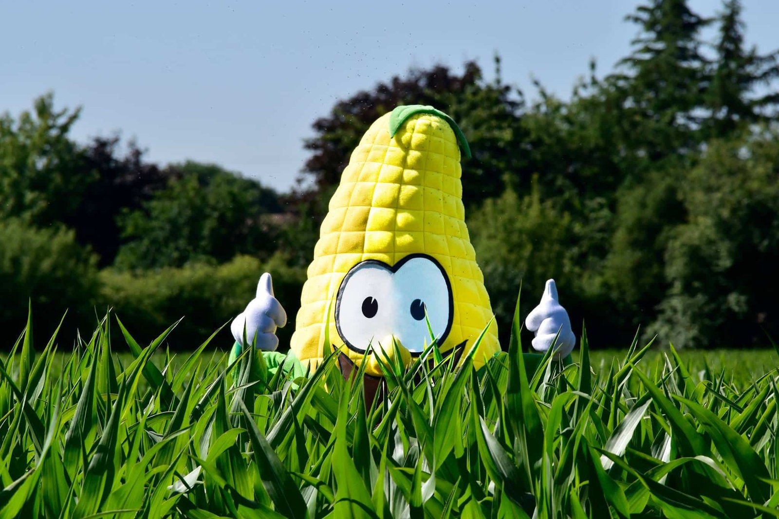 York Maze - iVisit