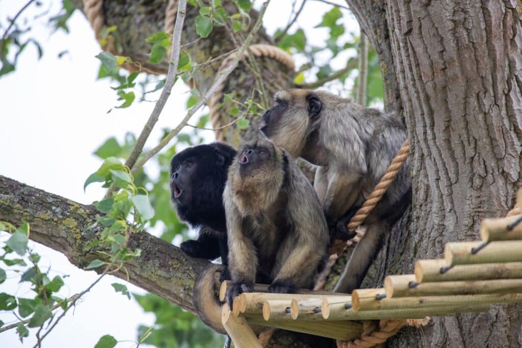 Banham Zoo - iVisit
