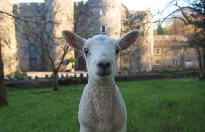 Upton Castle & Gardens - iVisit