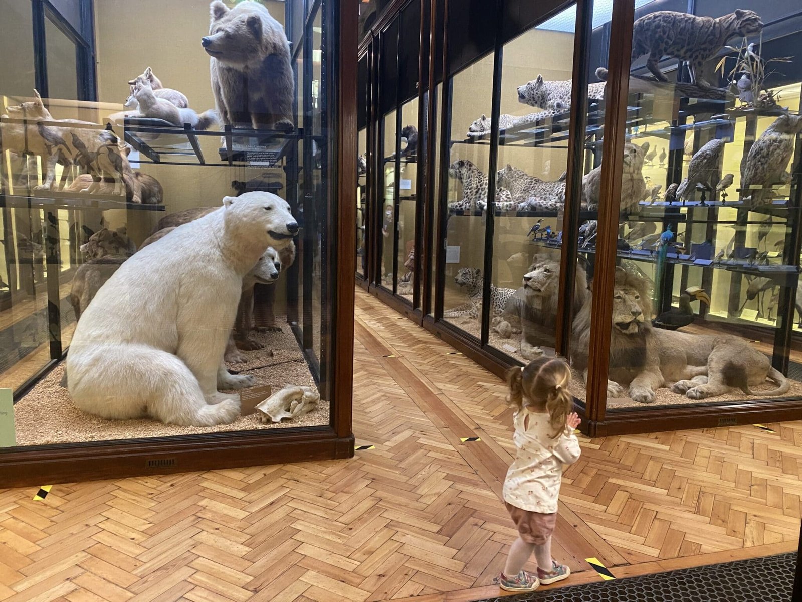 Natural History Museum - iVisit