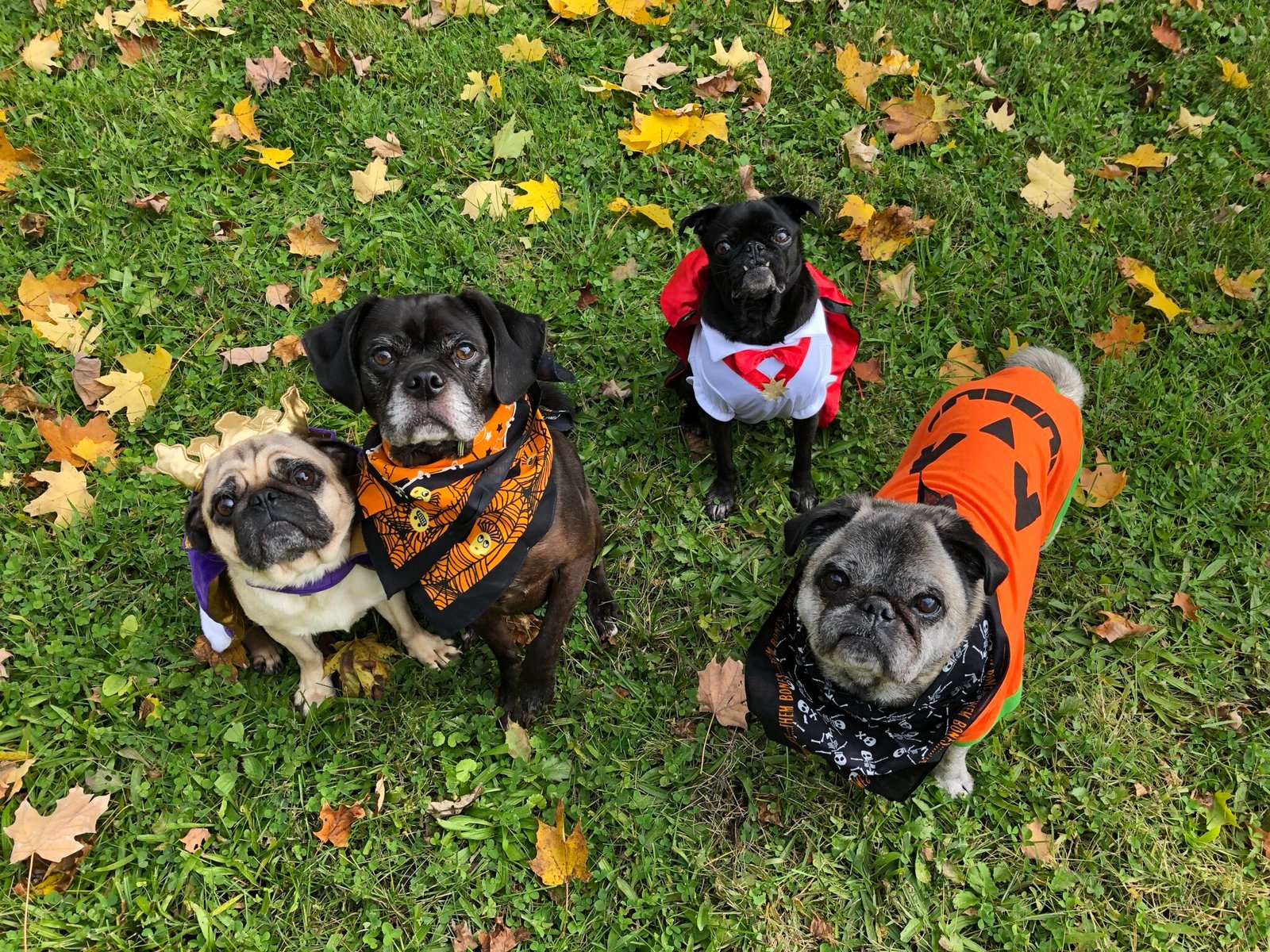 Things to do This Halloween With Your Furry Friend! - iVisit