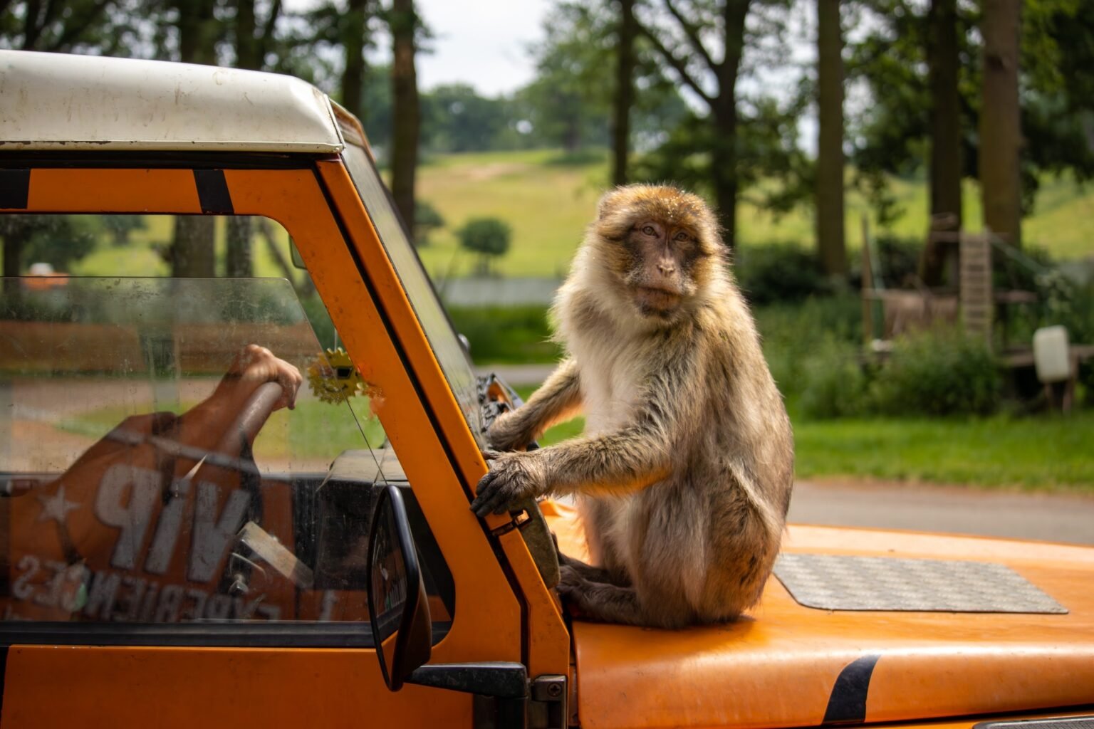 Exploring the Wild: The Best Safari Parks in England - iVisit